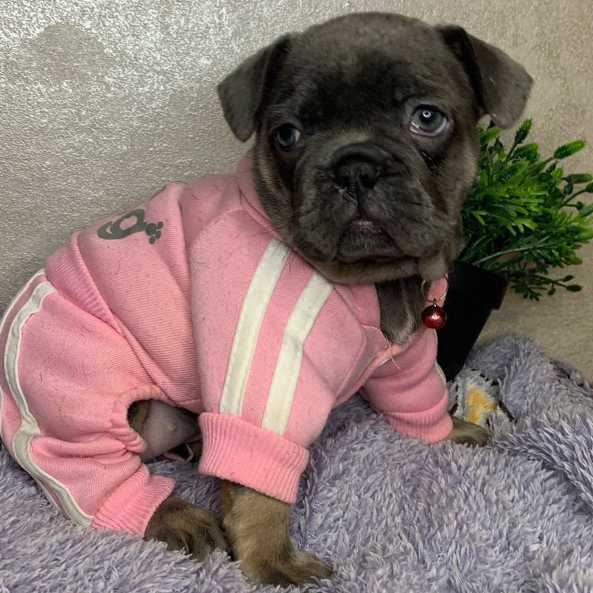 Французский бульдог, щенок