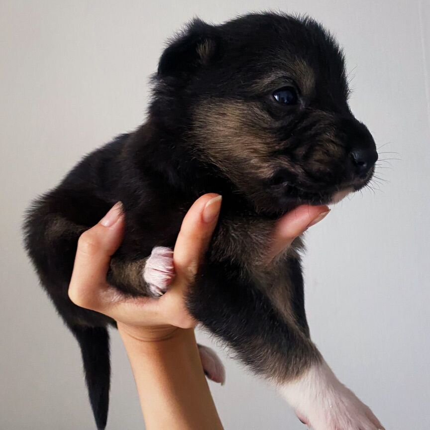 Щенок в добрые руки