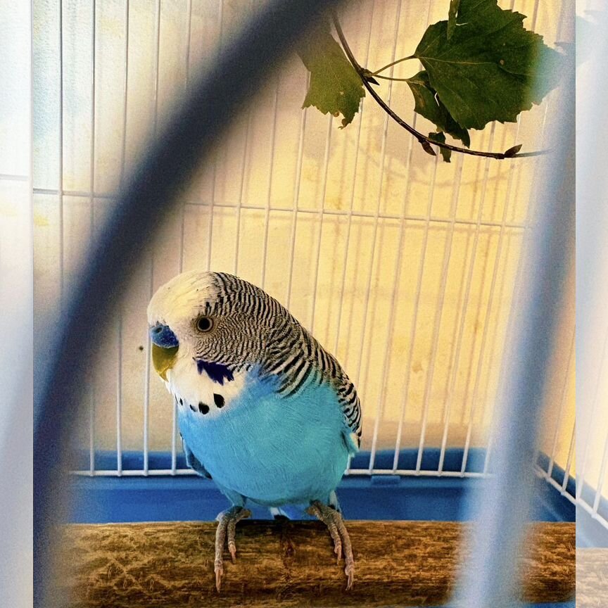 Волнистый попугай с клеткой