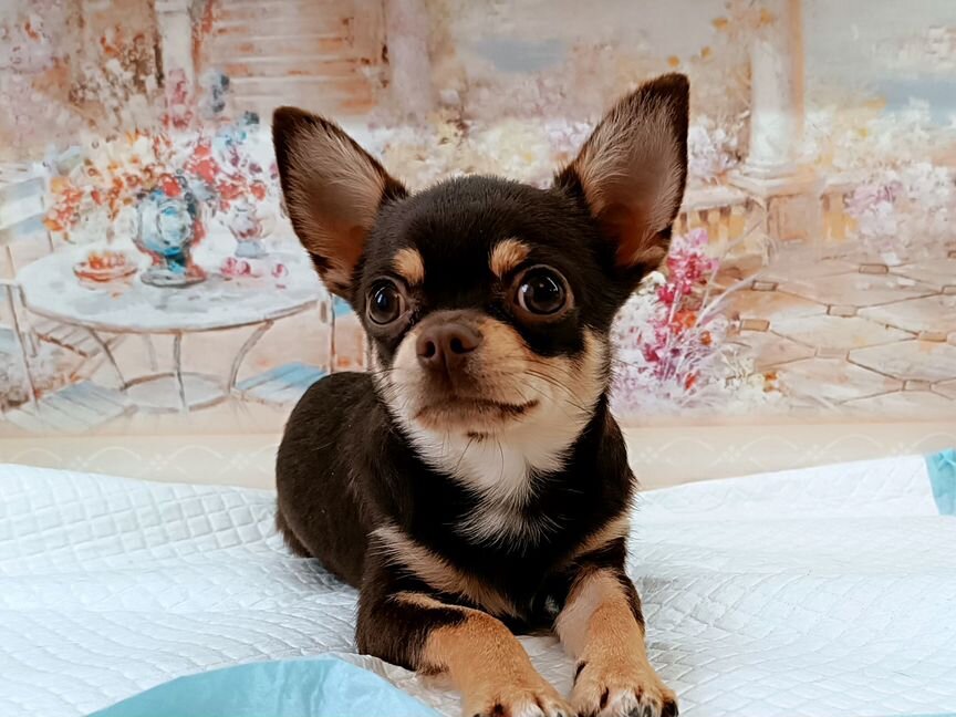 Шикарный парень чихуахуа