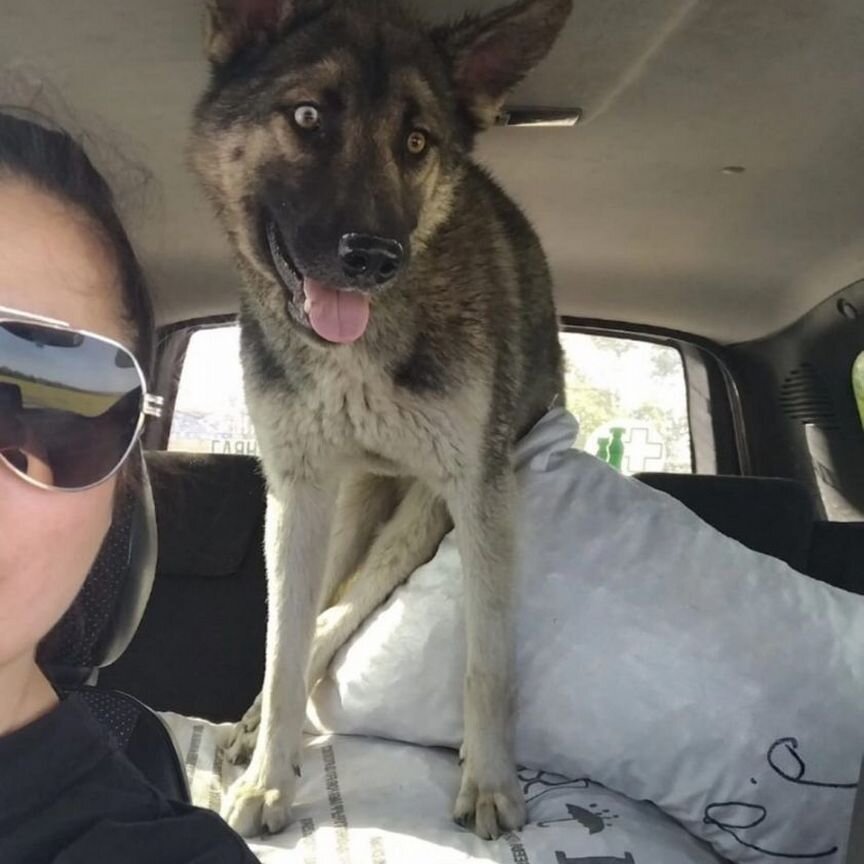 Восточноевропейская овчарка