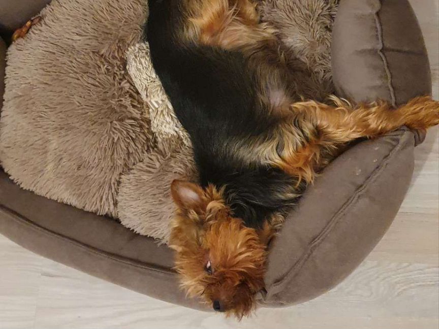 Собака в добрые руки