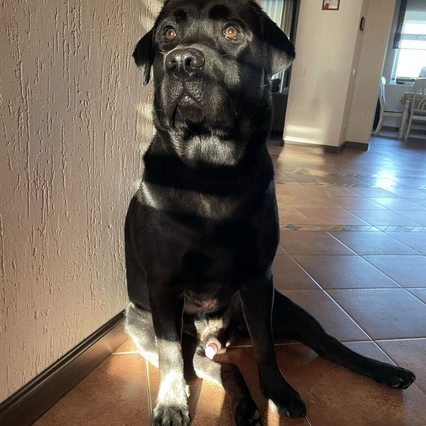 Вязка собак лабрадор