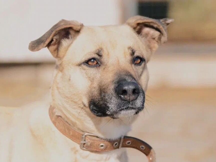 Стафф Шерри