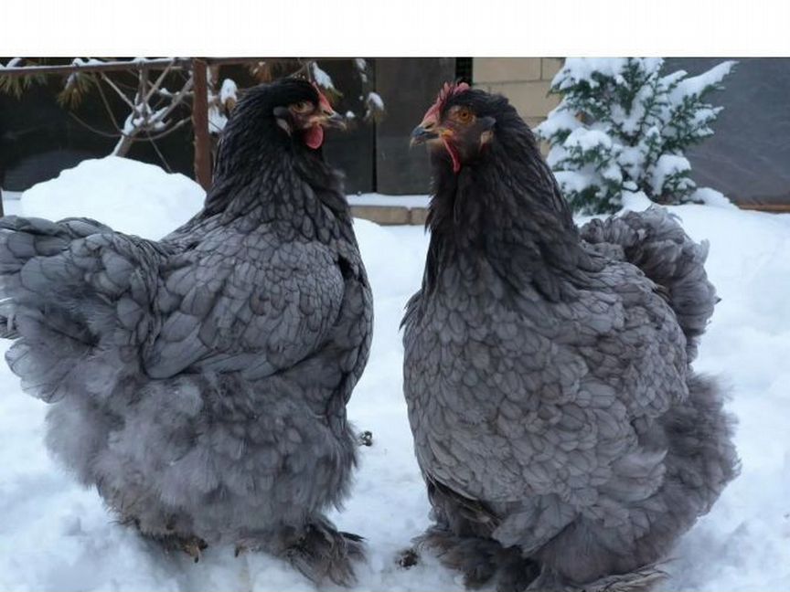 Инкубационное яйцо кур