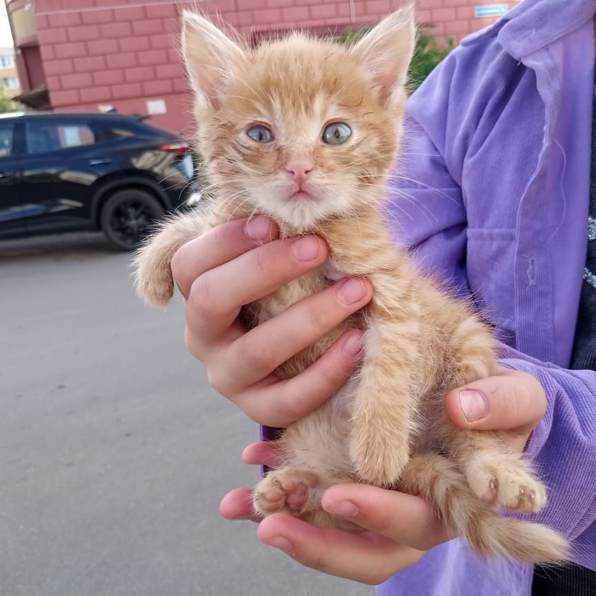Маленький котенок в беде