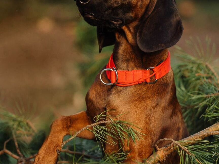 Баварская горная гончая