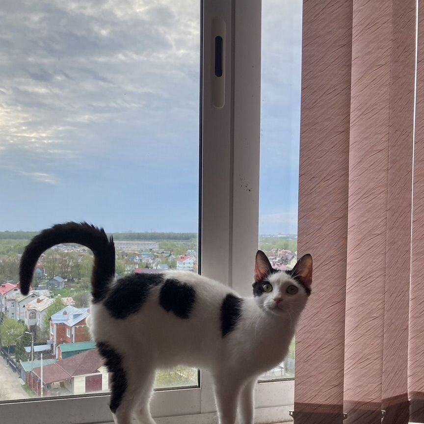 Ласковый котенок в добрые руки