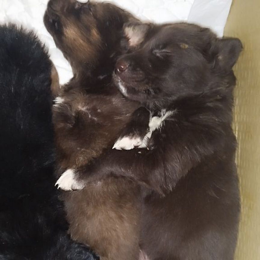 Щенятки малютки 1 месяц