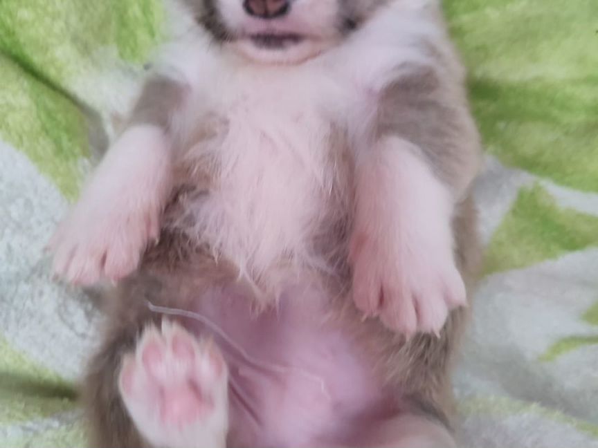 Щенки вельш-корги пемброк