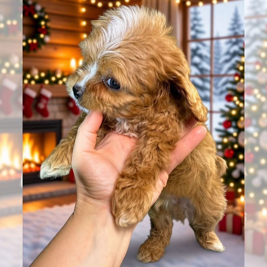 Кавапу, щенок