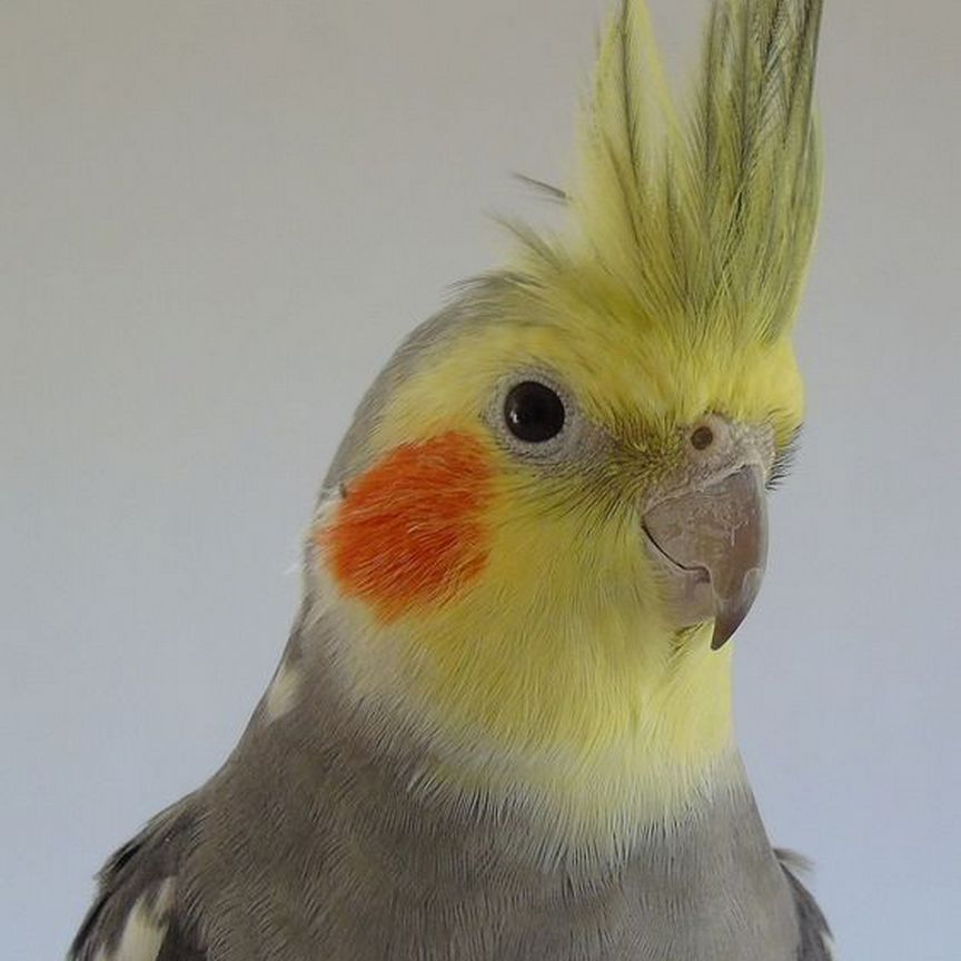 Заберу попугая