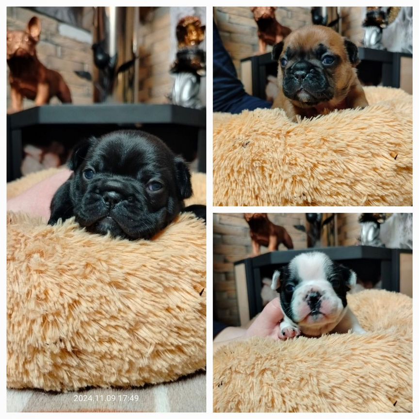 Французский бульдог щенки