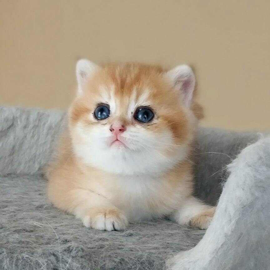 Золотая шиншилла, котик