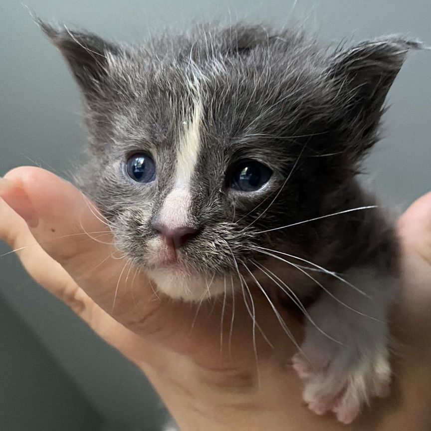 Котенок Мейн Кун