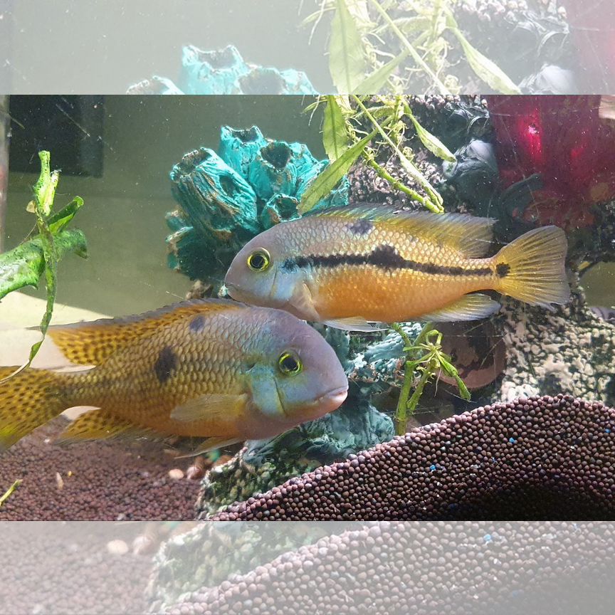 Накарагуанская цихлазома пара