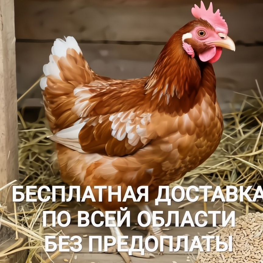 Курочки несушки с й доставкой