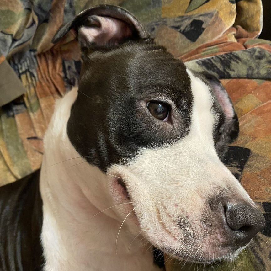 Отдам в добрые руки амстафф девочка