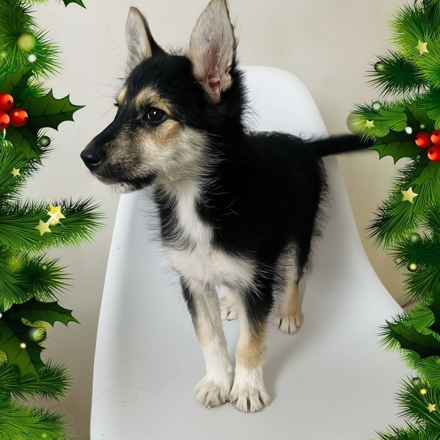 Щенок в добрые руки