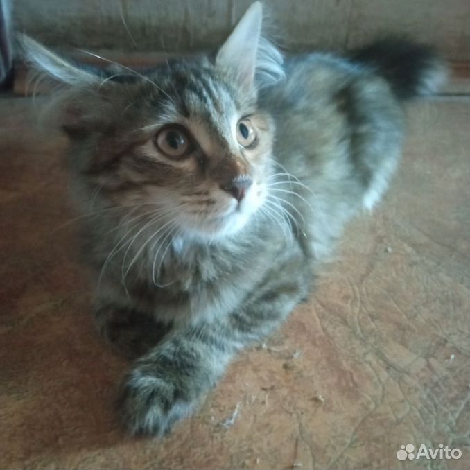 Персидский котёнок