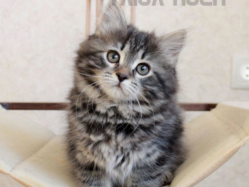 Сибирские котята из питомника