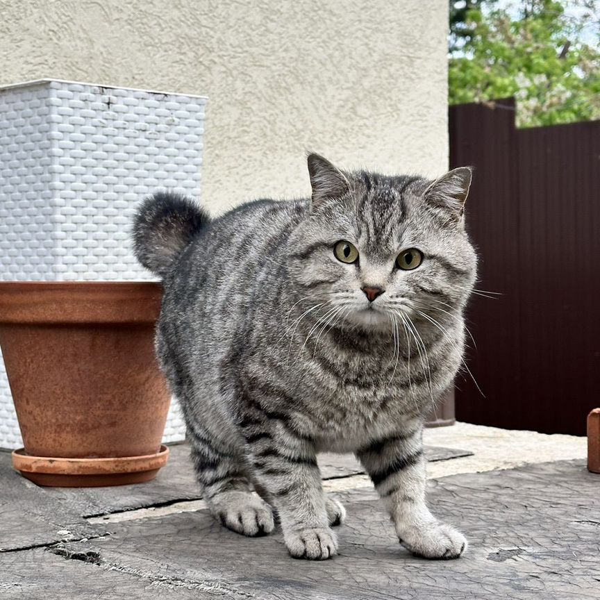 Породистый кот