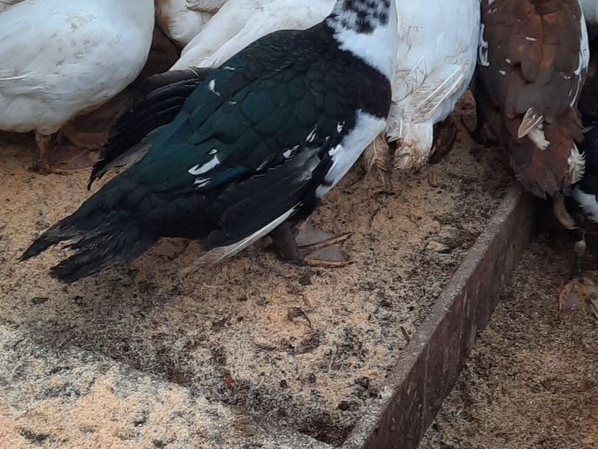 Утки и Селезни