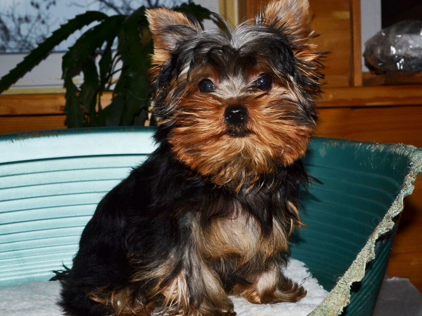 Йоркширский терьер малыш 4 мес Лёвушка