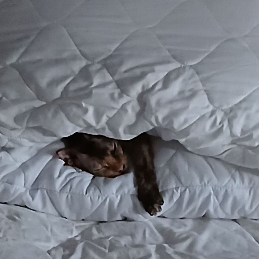 Отдам кота в добрые руки бесплатно на 6 месяцев