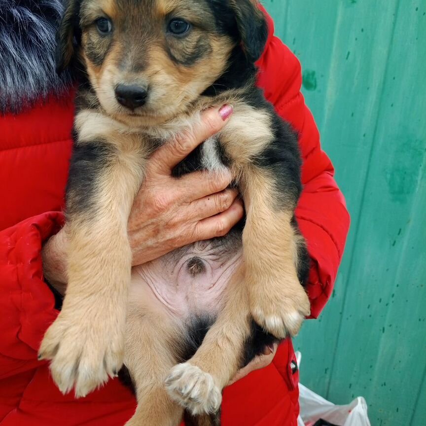 Щенки