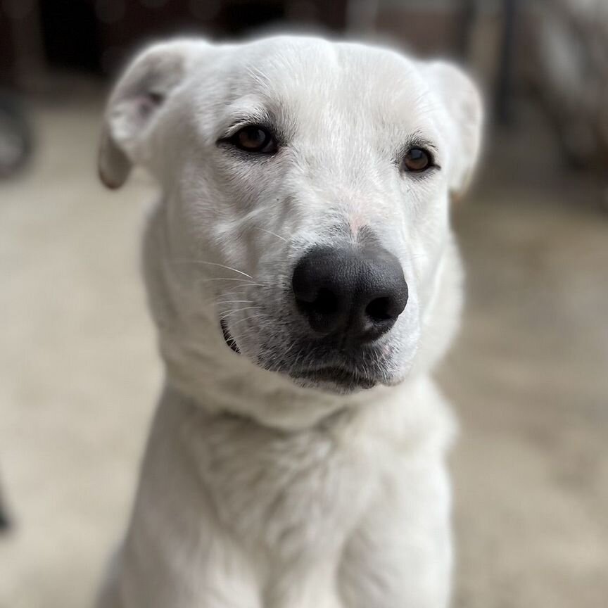 Собака в добрые руки