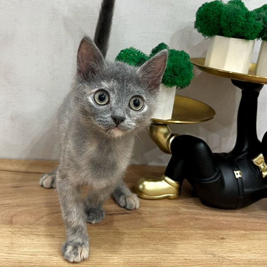 Котенок в добрые руки