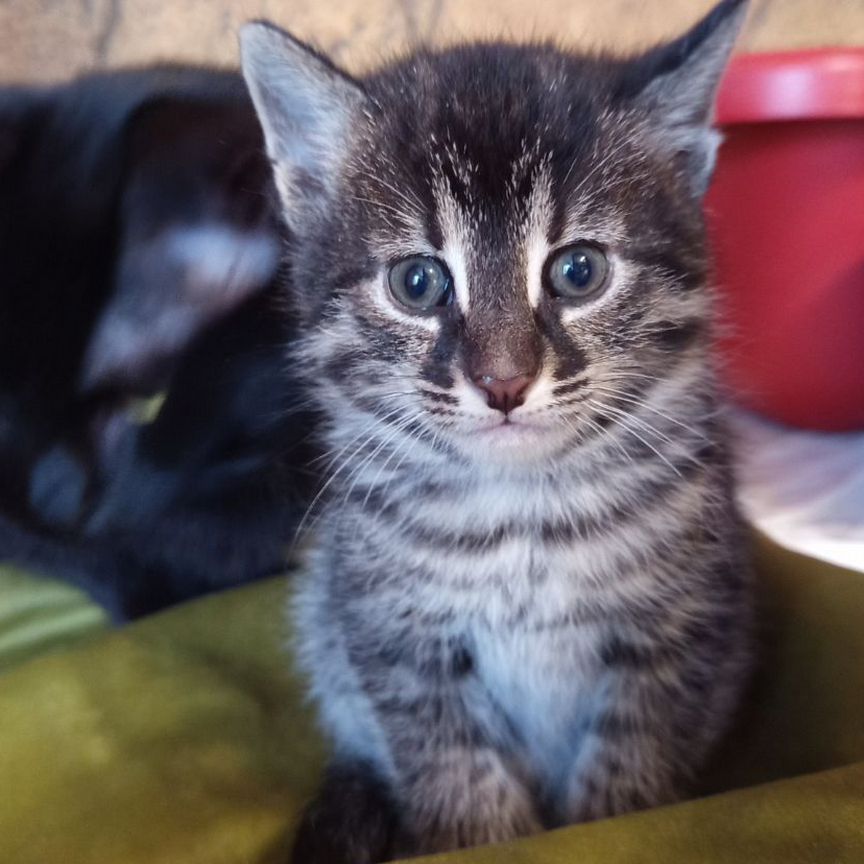 Саванна котёнок