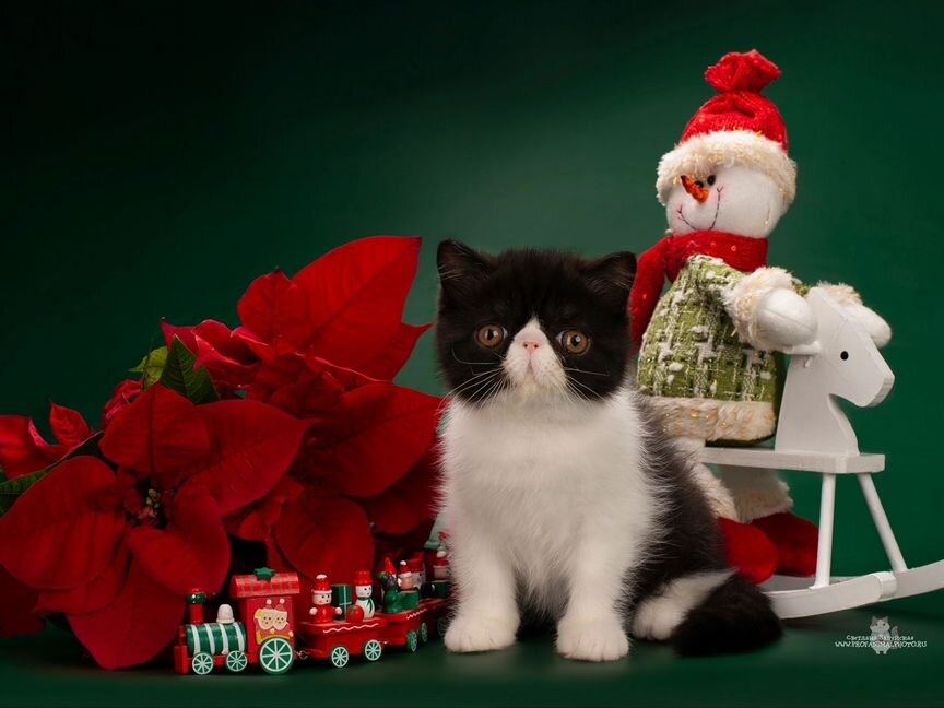 Экзотический котик