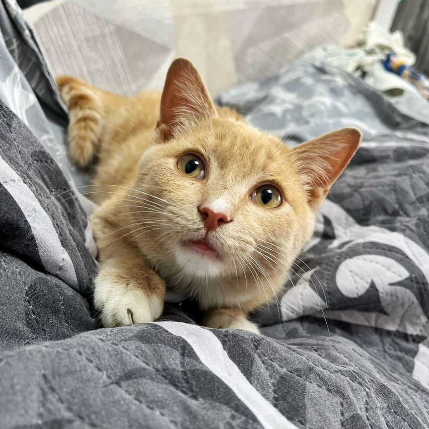 Котик в добрые руки