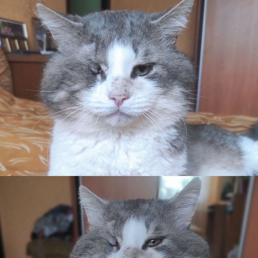 Котик в добрые руки