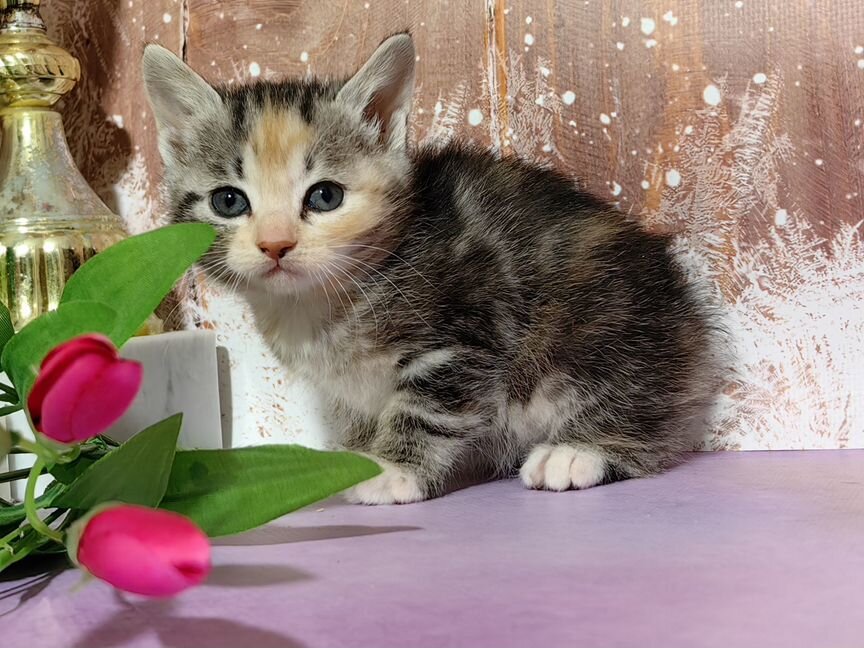 Кошечка курилочка