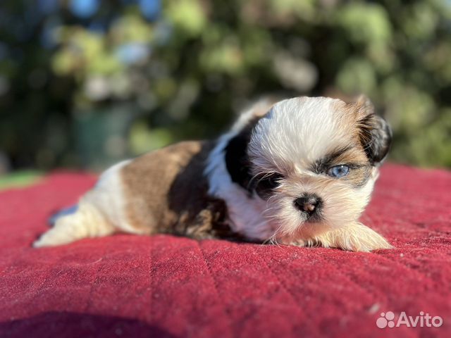 Ши-тцу голубоглазый щенок