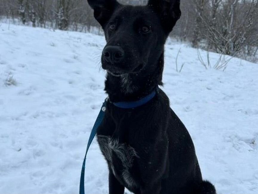 Собака в добрые руки