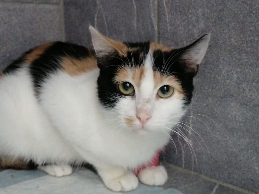 Котенок в добрые руки кошка