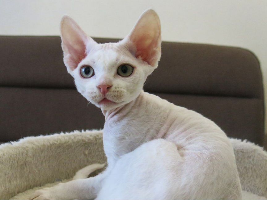 Котенок девон-рекс с документами, готов переехать