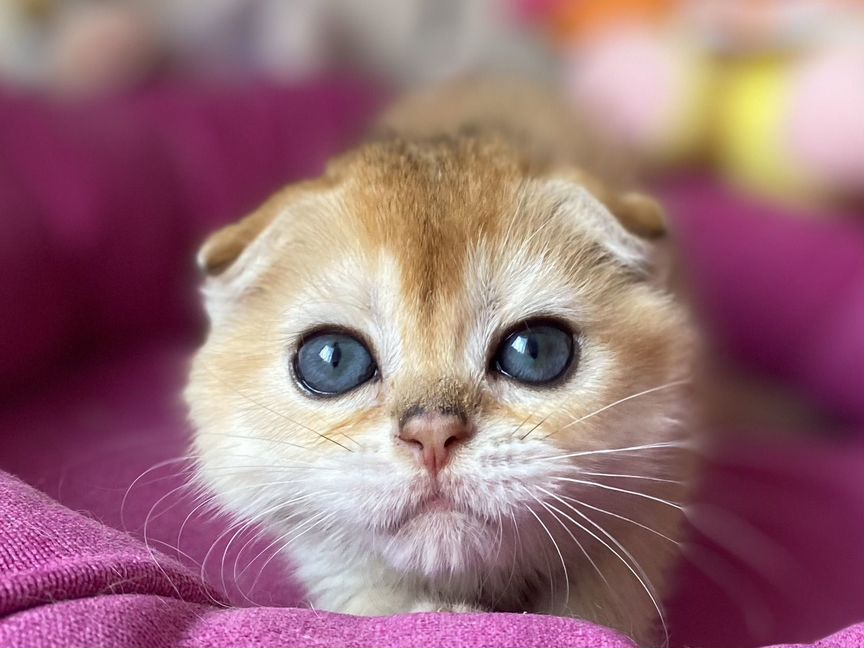 Шотландская кошечка Милли