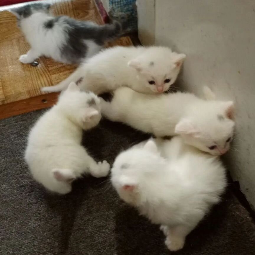 Котёнок в добрые руки