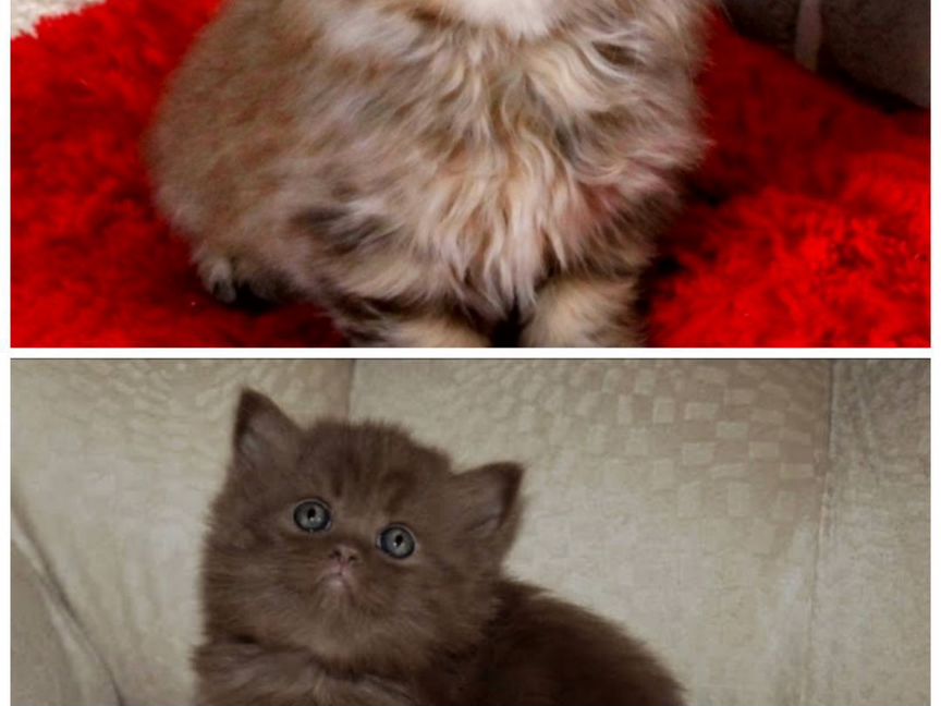 Шотландские котята хайленд