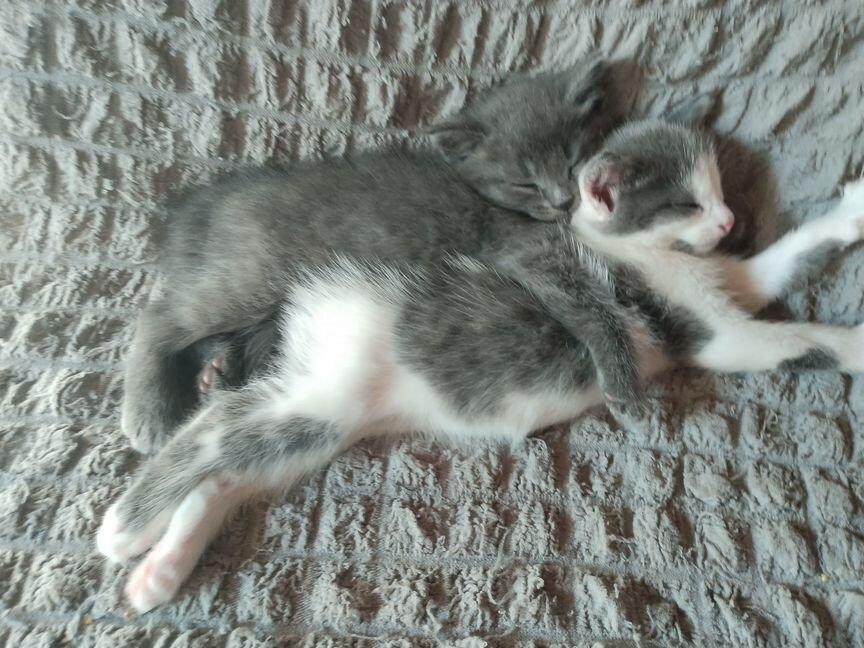 Котёнок мальчик