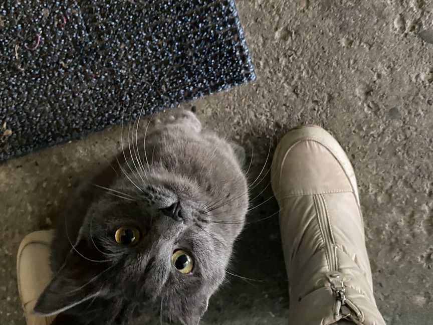 Кошка