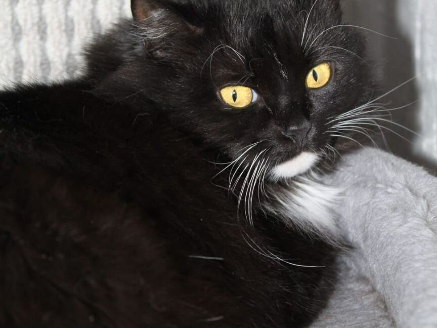 Кошечка добрые ручки