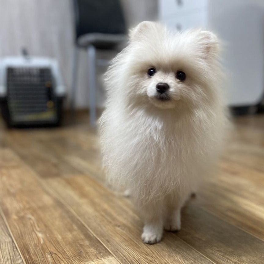 Шпиц очаровательный мальчишка