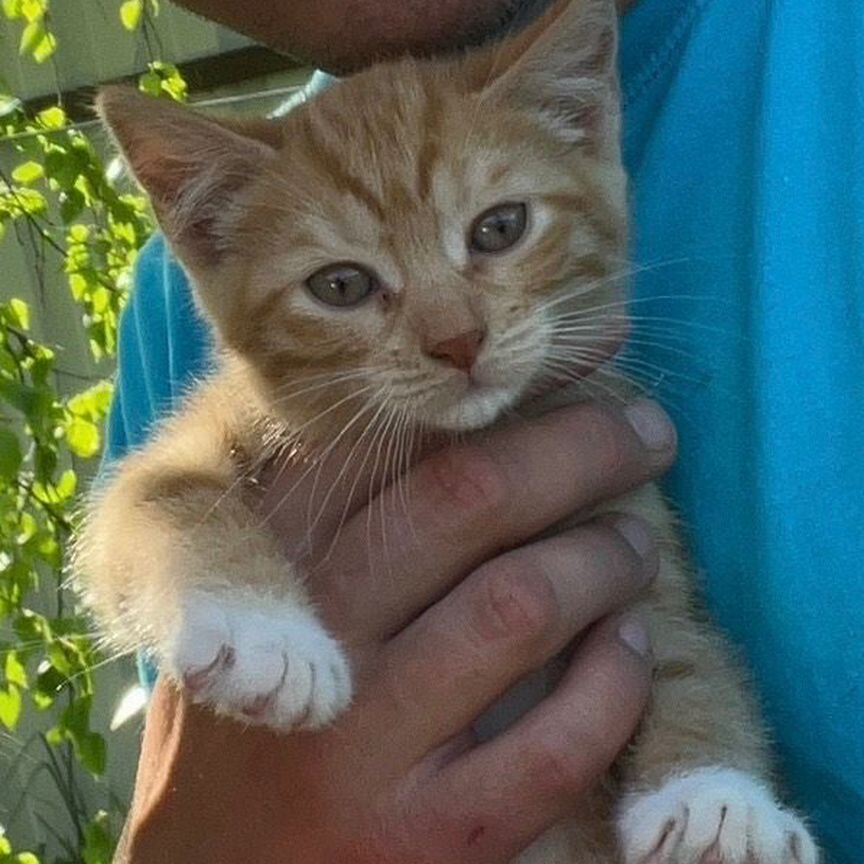 Котёнок в добрые руки