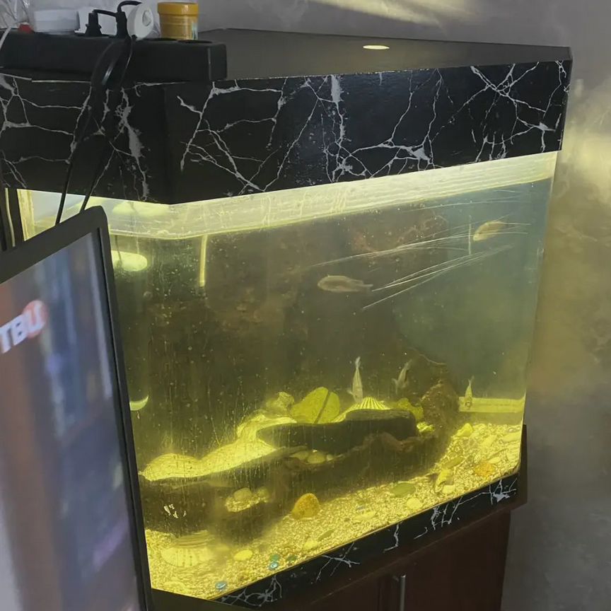 Продам аквариумных рыбок